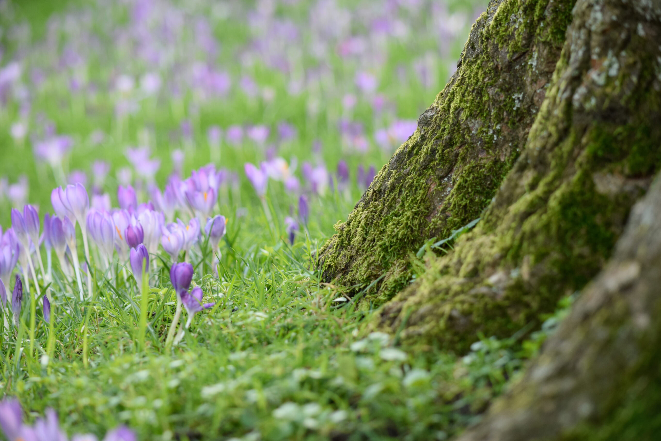 14. Tree Quad - Wolfson College